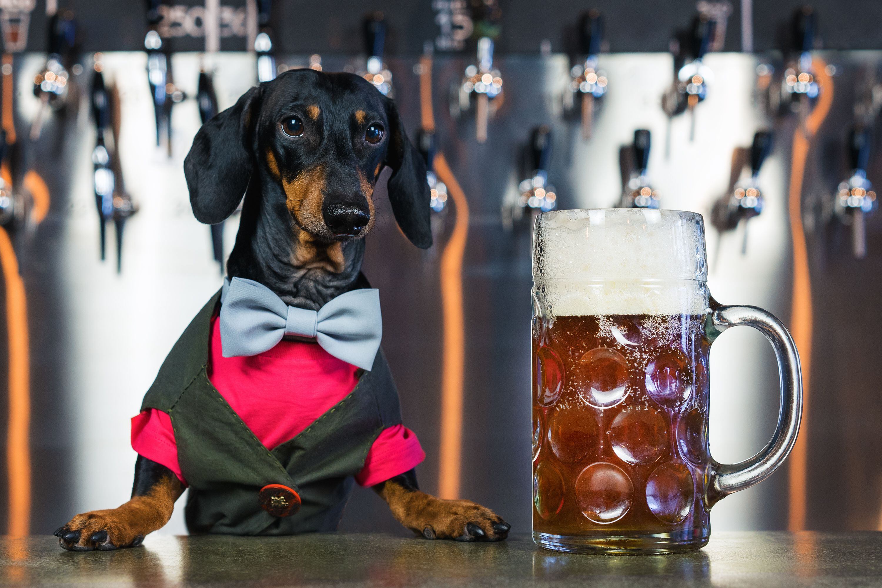 Que Hago Si Mi Perro Bebe Alcohol