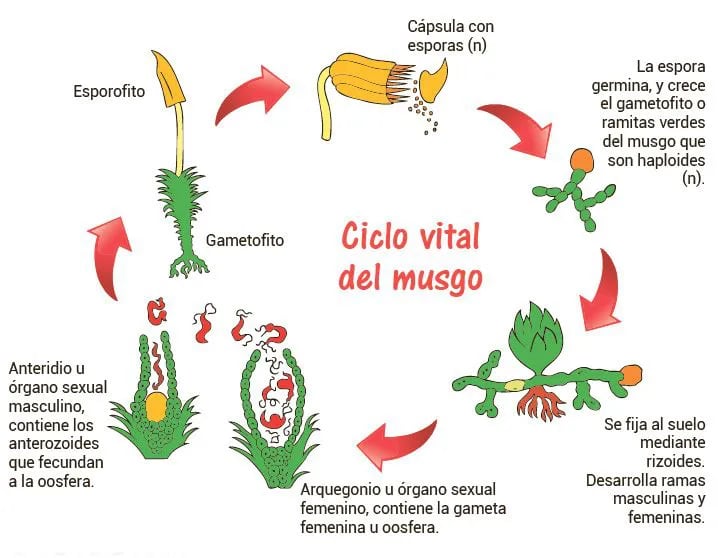 Ciclo vital del musgo (briofitas) - Escolar - ABC Color