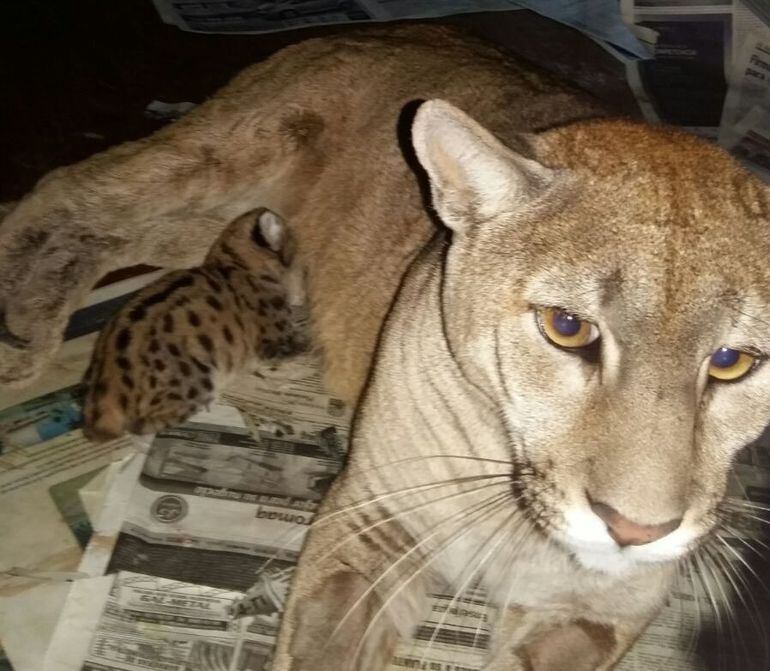 Puma bebé ya tiene nombre - Nacionales - ABC Color