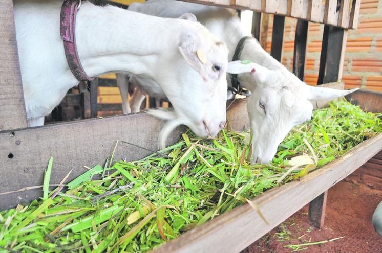 Nutrición en ganado caprino - Rafael Samudio (*) - ABC Rural - ABC Color