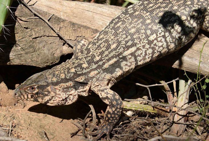 Cacería del teju guasu se autoriza sin saber su población, dice experto ...