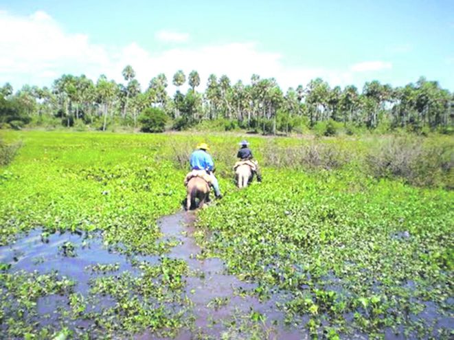 El carrizo - ABC Rural - ABC Color