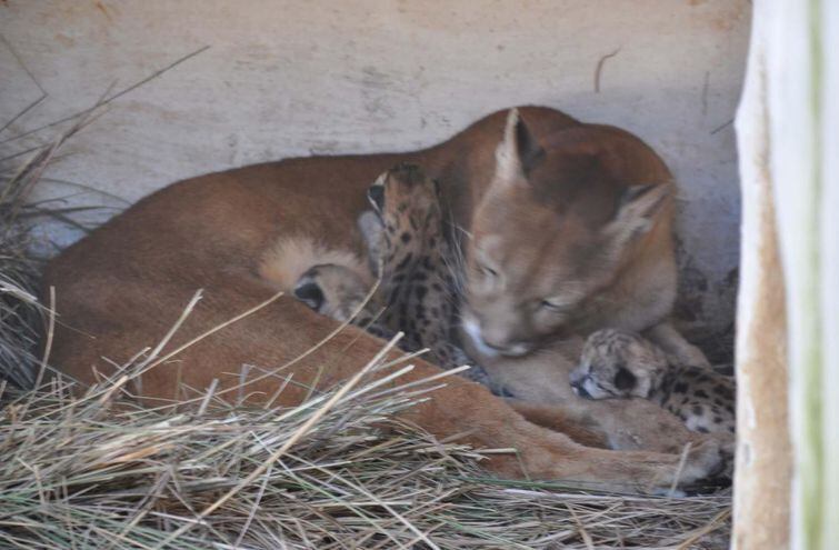 Encarnación: nacen tres pumas en el zoológico y anuncian la primavera ...