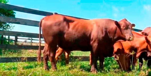 Control andrológico en toros - ABC Rural - ABC Color