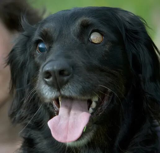 Los perros ciegos precisan un entorno familiar - Mascotas - ABC Color