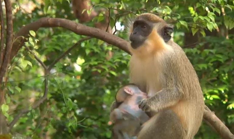 Los monos verdes africanos aprenden a “decir” dron - Ciencia - ABC Color