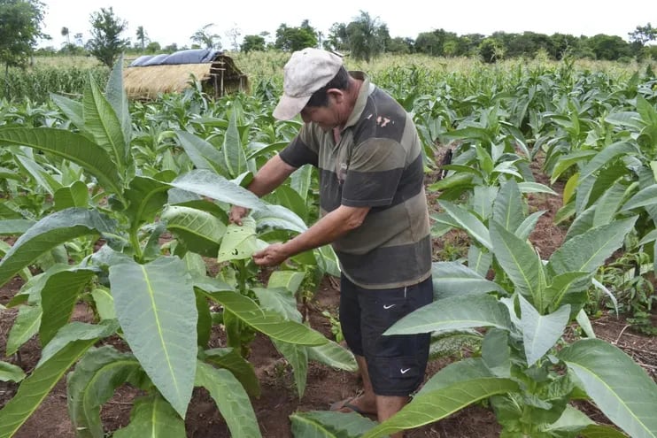 Marandova ataca cultivos de tabaco - 3 Fronteras - ABC Color