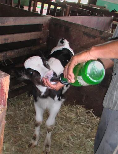 Cuidados del ternero al nacimiento - Neri Alonso (*) - ABC Rural - ABC ...