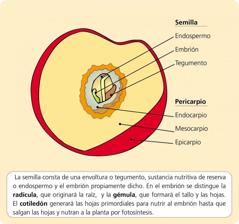 El fruto y la semilla - Escolar - ABC Color