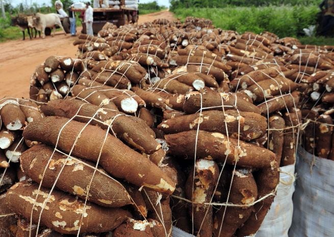 Hoy se celebra por primera vez el Día de la Mandioca - Economía - ABC Color