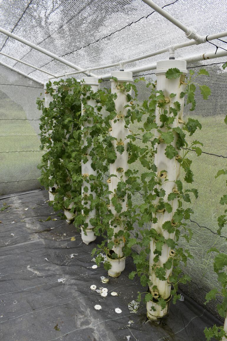 Aeroponía con alto vuelo - ABC Rural - ABC Color