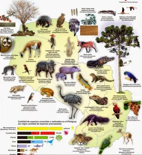 Cientos de vidas amenazadas - Notas - ABC Color