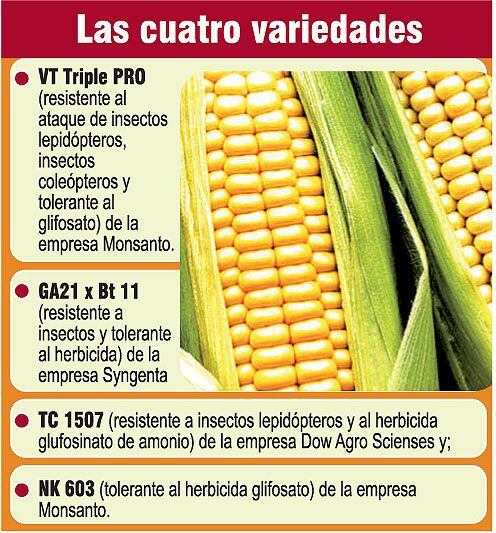 MAG aprueba uso de cuatro tipos de semillas transgénicas de maíz (ABC ...