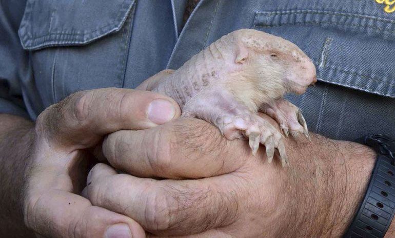 Hallan un ejemplar de pichiciego en el Chaco - Interior - ABC Color