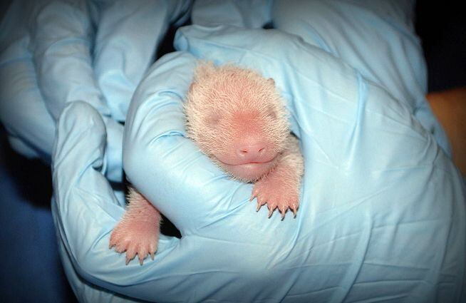 Bebé panda recién nacido, “muy enérgico“ - Ciudadano digital - ABC Color