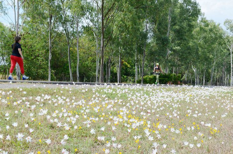 “Oiméne ynambu sevói pe ñure morotîmba...” - Locales - ABC Color