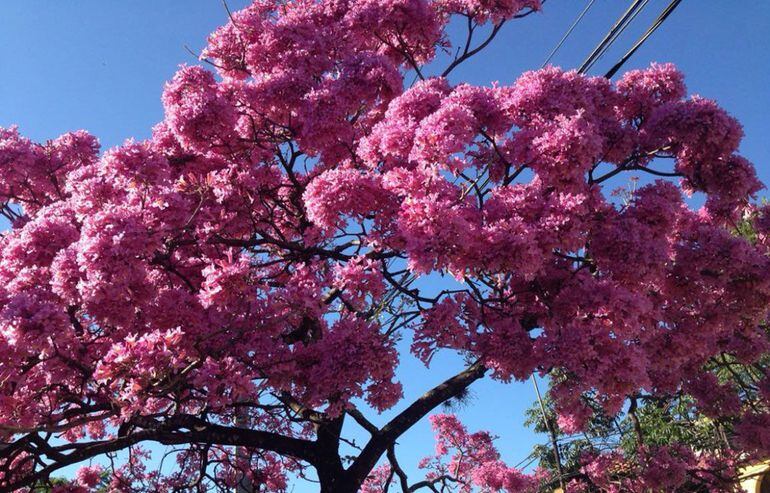 Lapachos rosados engalanan la capital con una explosión de color y ...
