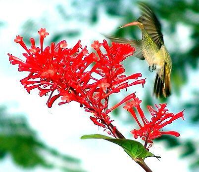 El picaflor - Casa y Jardín - ABC Color