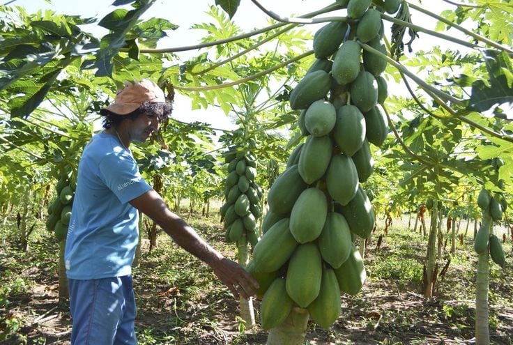 Tainung, una nueva variedad del mamón que genera expectativa ...