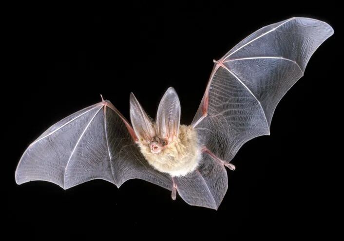 Murciélagos vuelan a diferente altura según alimentación - Mundo ...
