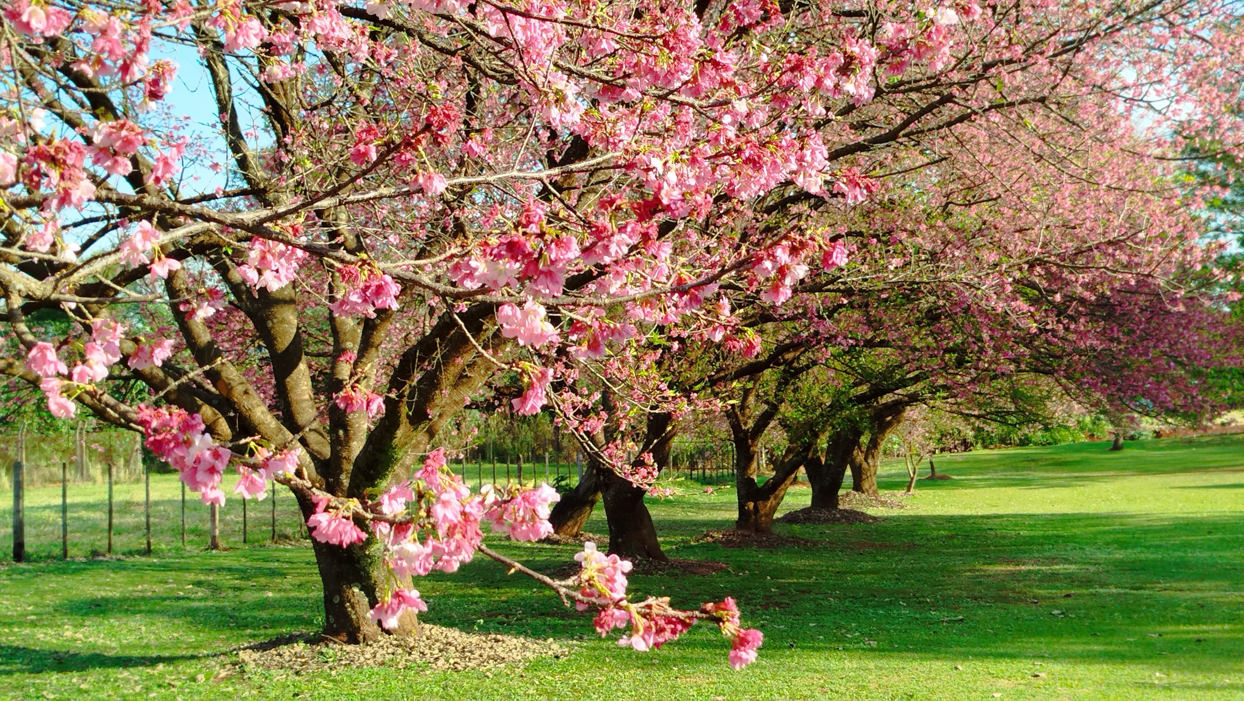 Arvore De Cerezo 622 Cherry Blossom Tree High Res Vector Graphics