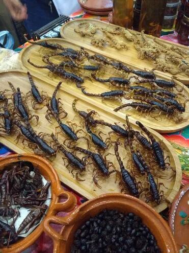 Increíbles platos de insectos y animales en gastronomía mundial ...