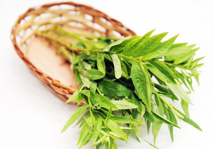 Burrito - Casa y Jardín - ABC Color