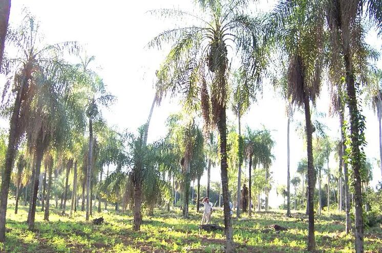 Buscan reactivar el Plan Nacional del Mbokaja - Económico - ABC Color