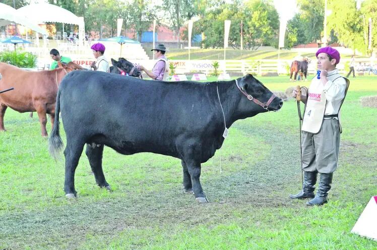 Angus - ABC Rural - ABC Color