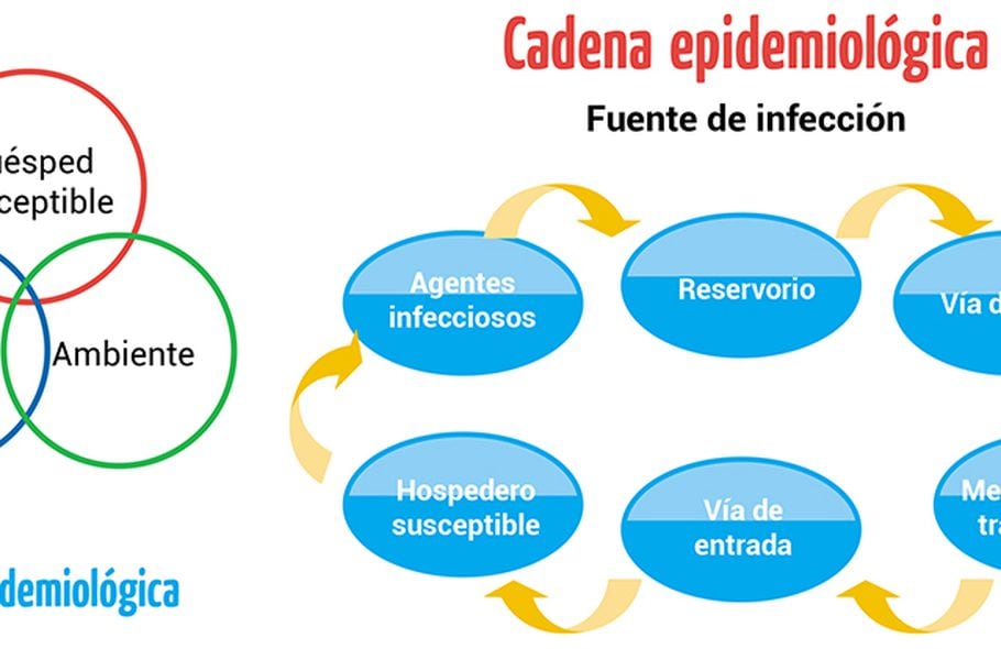 Enfermedades: elementos de la cadena epidemiológica - Escolar - ABC Color