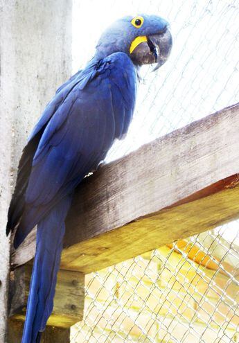 Papagayo azul - Casa y Jardín - ABC Color