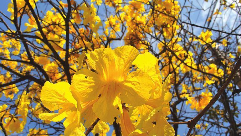 Majestuoso espectáculo amarillo - ABC Revista - ABC Color