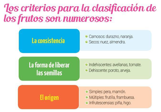 Órganos vegetales: frutos - Escolar - ABC Color