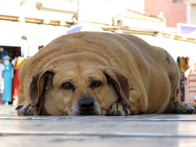 Perros obesos se comportan como personas con sobrepeso - Mascotas - ABC ...
