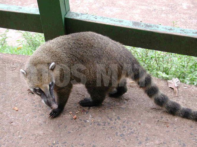 Biodiversidad - ABC Rural - ABC Color
