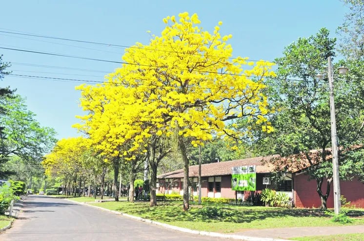 Tajy o lapacho - ABC Rural - ABC Color