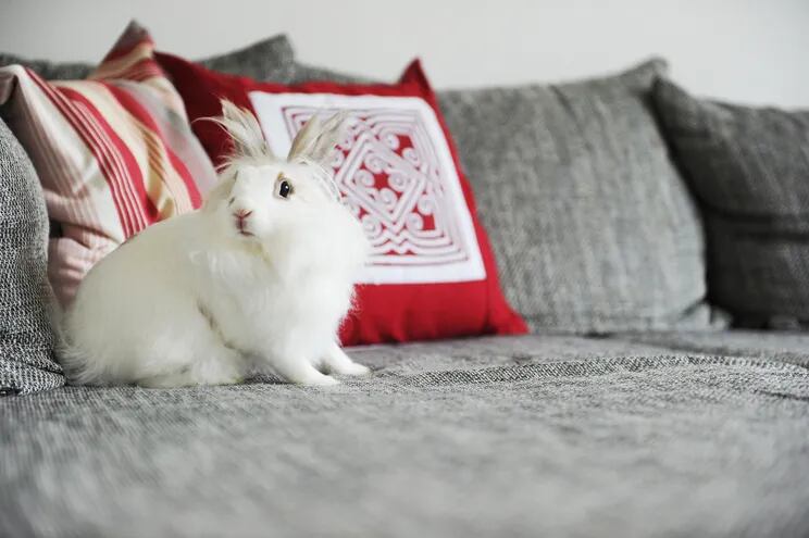 ¿Se puede educar a un conejo doméstico? - Mascotas - ABC Color