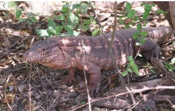 Empresaria da su postura sobre el teju guasu - ABC Rural - ABC Color