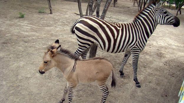 Nace primer “cebrasno” en zoológico mexicano - Mundo curioso - ABC Color