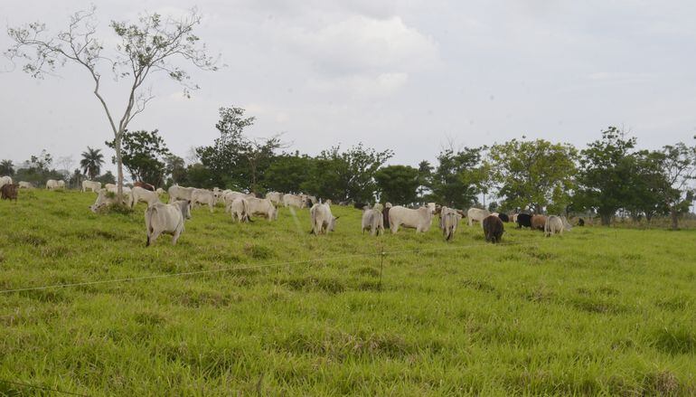 Métodos de pastoreo - ABC Rural - ABC Color