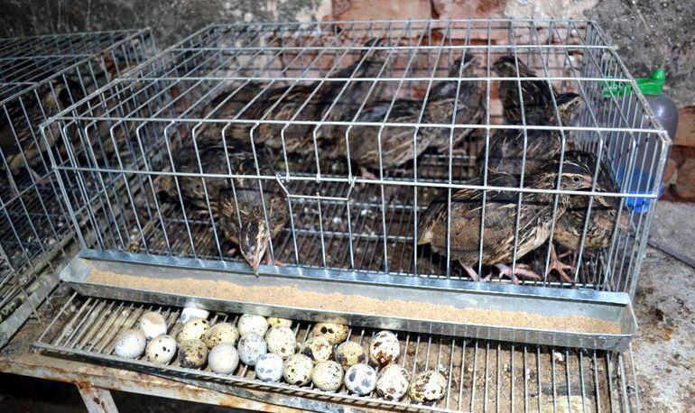Cría de codorniz, un negocio muy rentable a corto plazo - Gaceta del ...