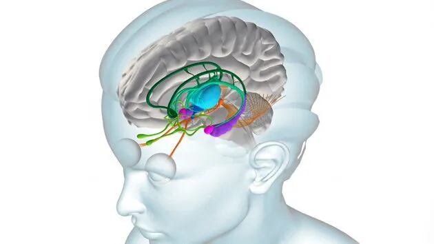 Técnica que hace el cerebro transparente promete revolucionar su ...