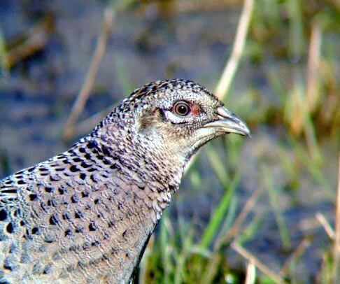 El Faisán - Casa y Jardín - ABC Color