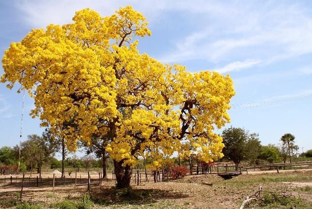 Se celebra el Día Nacional del Árbol - Nacionales - ABC Color