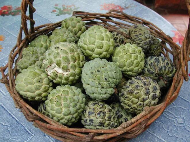 Chirimoya - ABC Rural - ABC Color