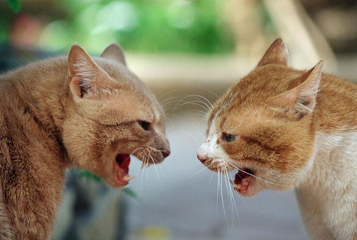 Las peleas de los gatos del vecindario - Mascotas - ABC Color