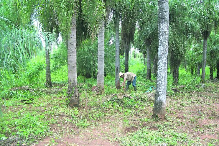 Coco - ABC Rural - ABC Color