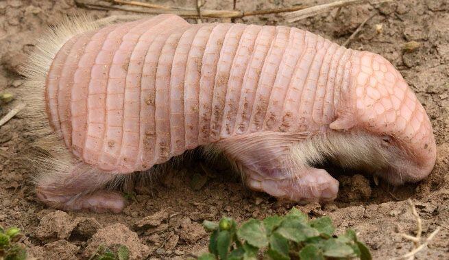 El pichiciego no es ciego - Interior - ABC Color