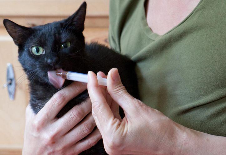 Enfermedades frecuentes pueden ser síntoma del sida felino - Mascotas ...