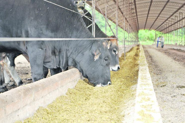 Burlanda de maíz - Johan Heinrich (*) - ABC Rural - ABC Color